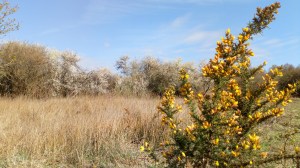 Ditchling Common Country Park 1.1m – 123 Walks
