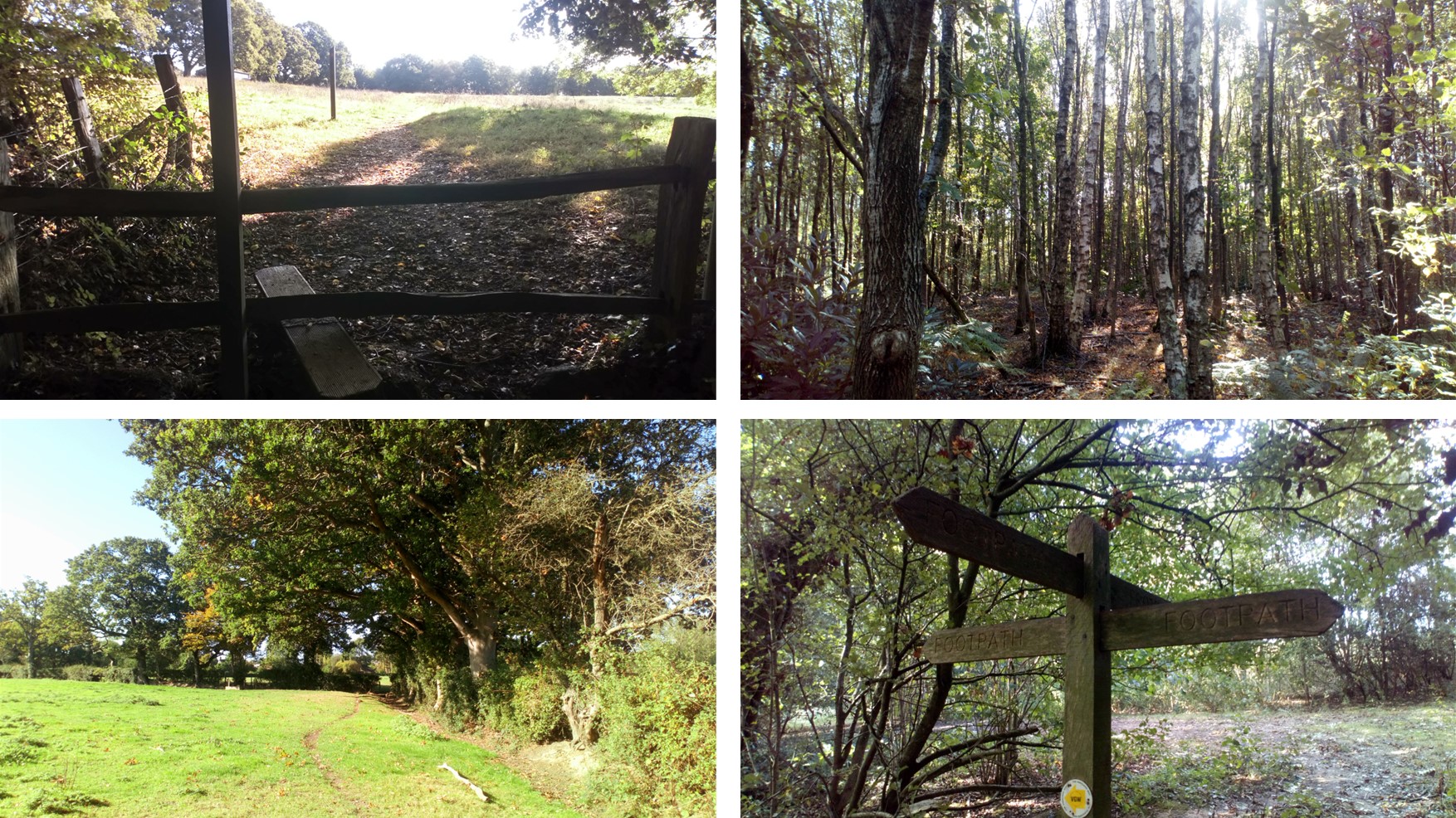 Chiddingly & Muddles Green 2.4m – 123 Walks