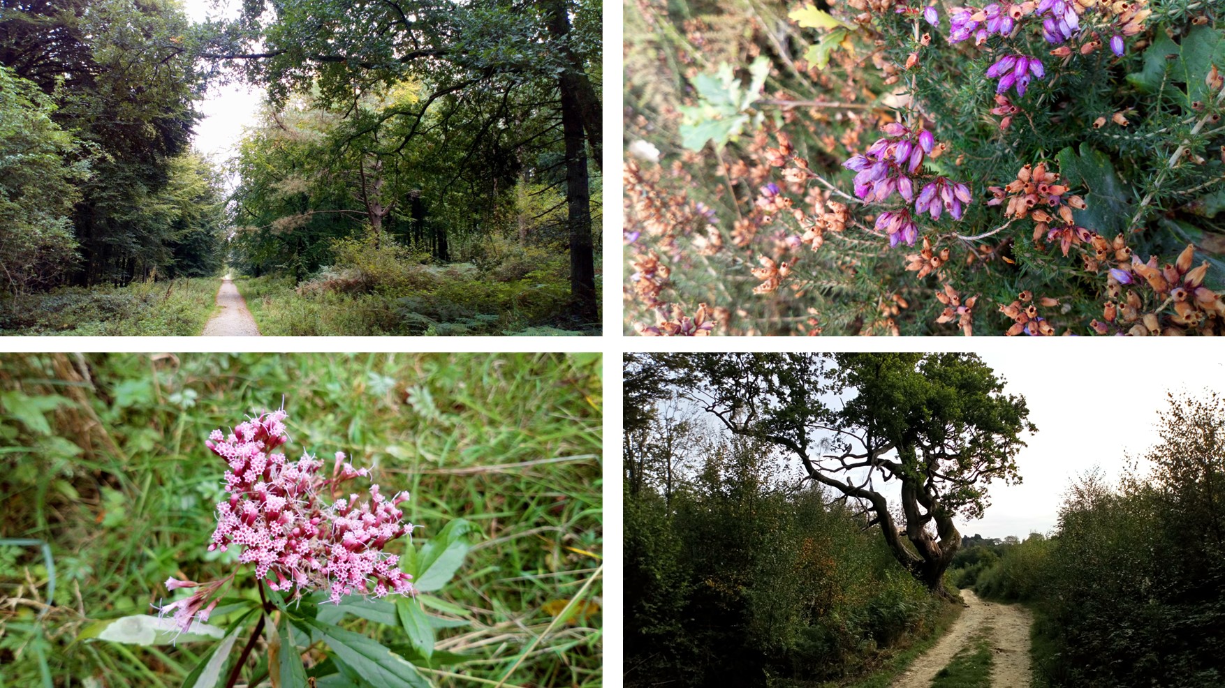 Dallington – Deer Park/Fuller’s Temple 2.8m – 123 Walks