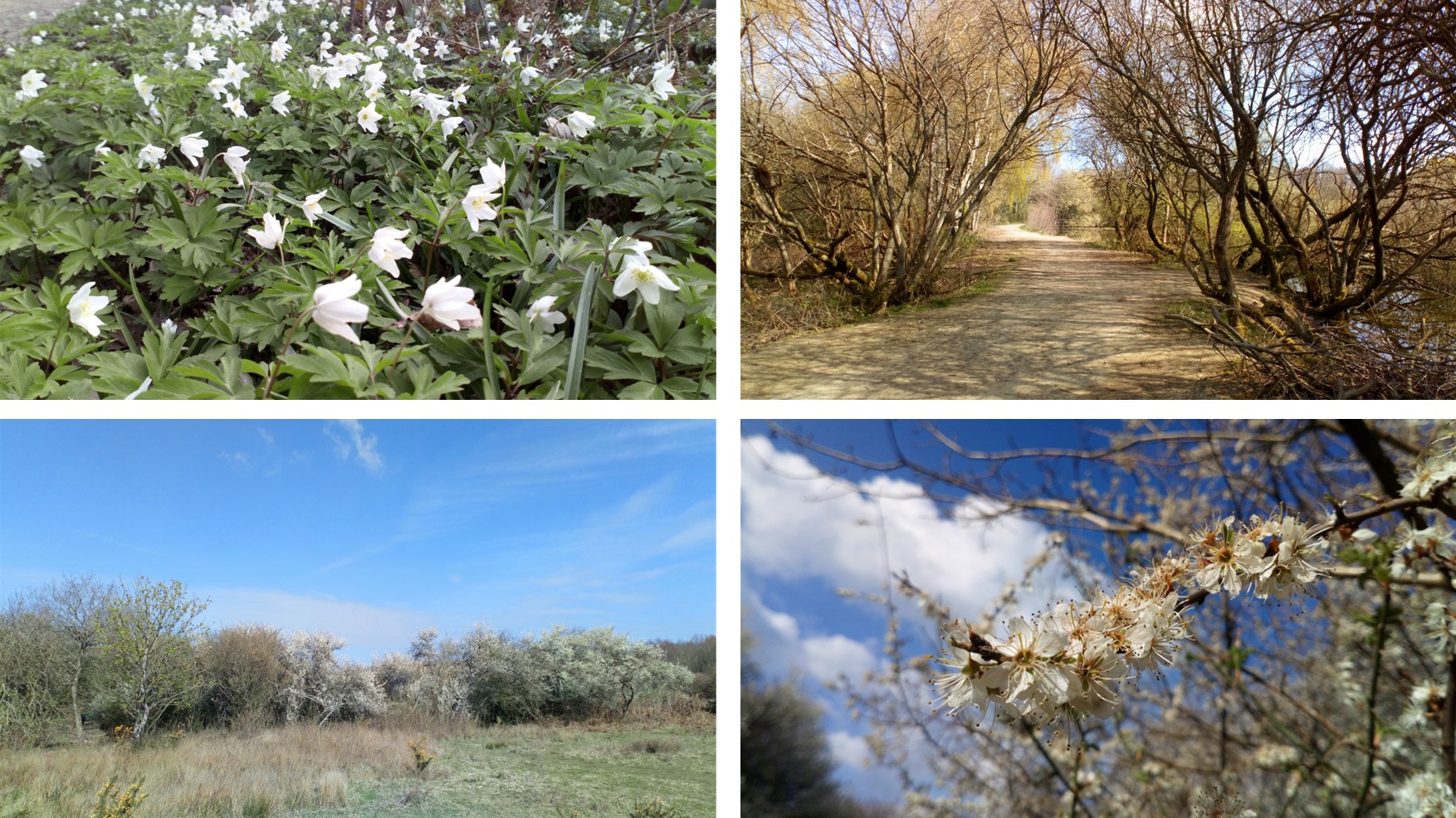 Ditchling Common Country Park 1.1m – 123 Walks