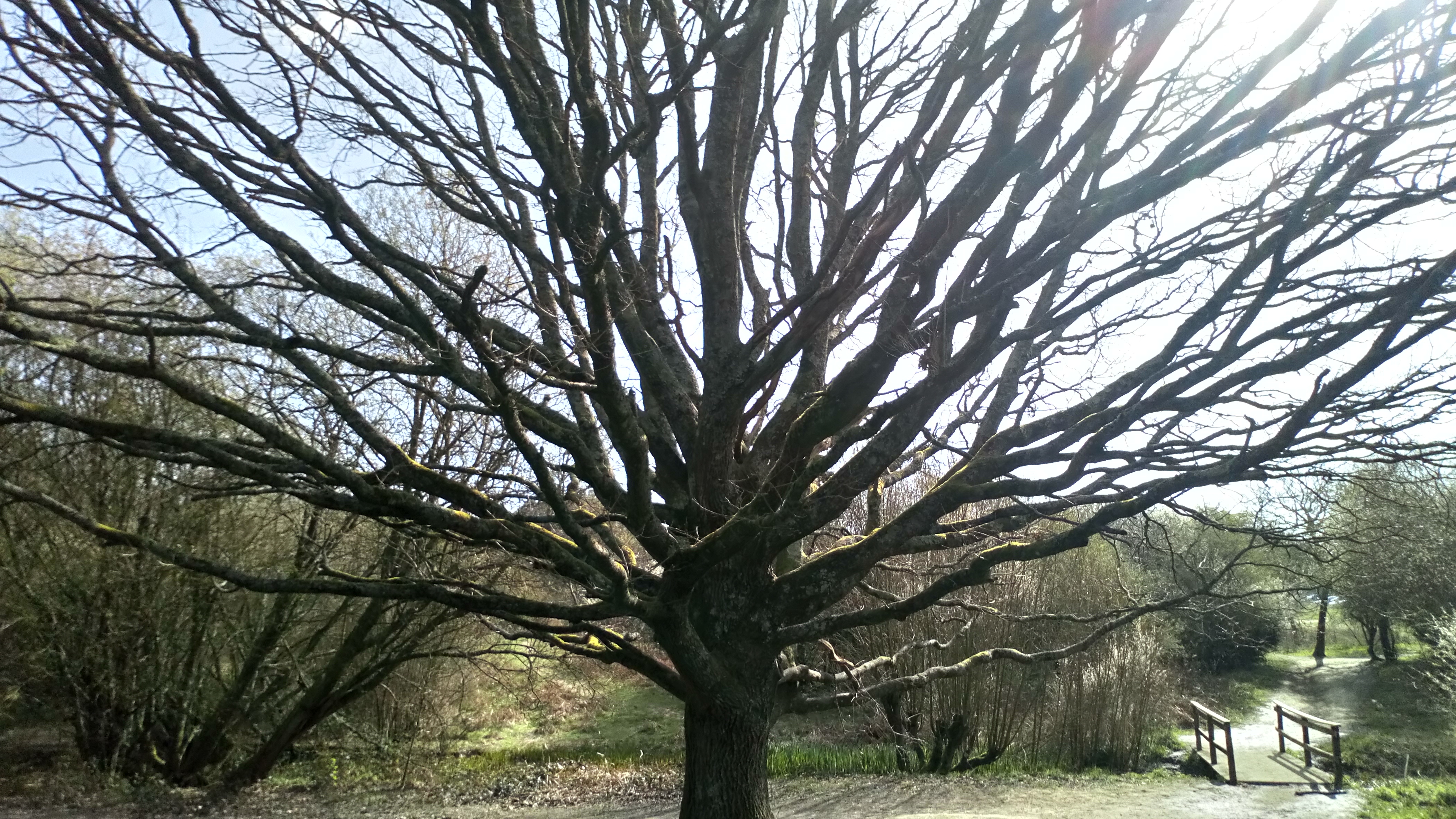 Ditchling Common Country Park 1.1m – 123 Walks