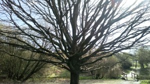 Ditchling Common Country Park 1.1m – 123 Walks