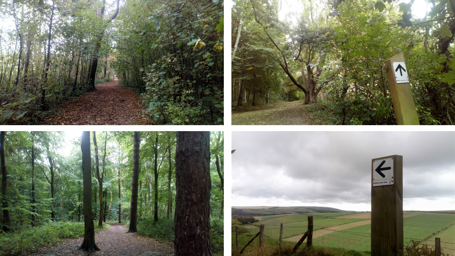 Friston Forest – Litlington Road/White Horse Trail 1.6m – 123 Walks
