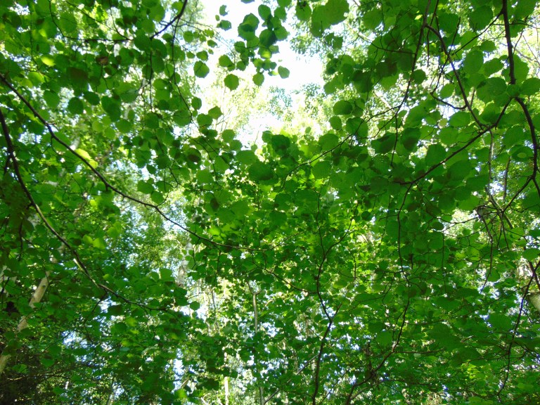 How to use 123 maps – 123 Walks