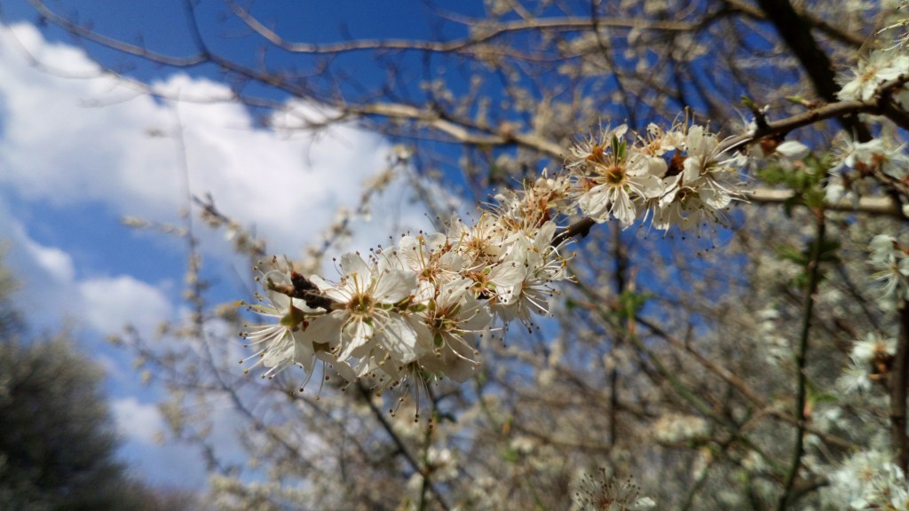 Ditchling Common Country Park 1.1m – 123 Walks