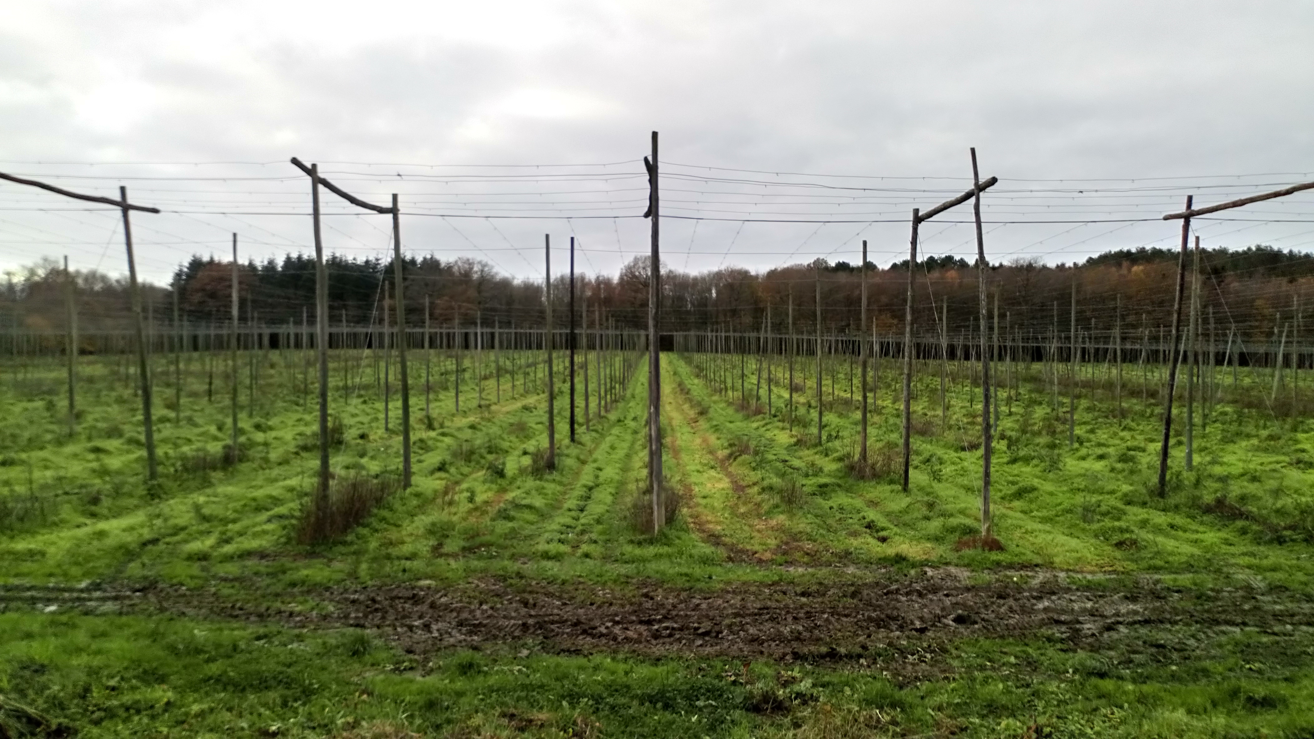 Robertsbridge – Redlands Lane 3.2m – 123 Walks