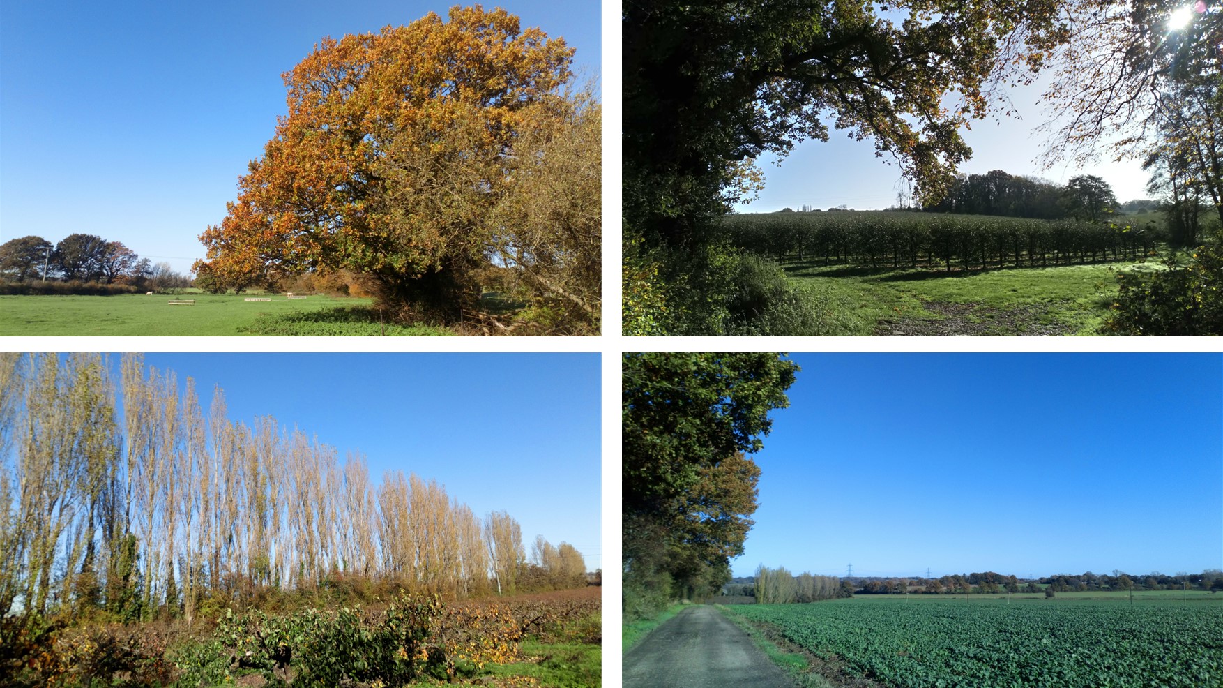 Iden – Rother Plain 4.2m – 123 Walks