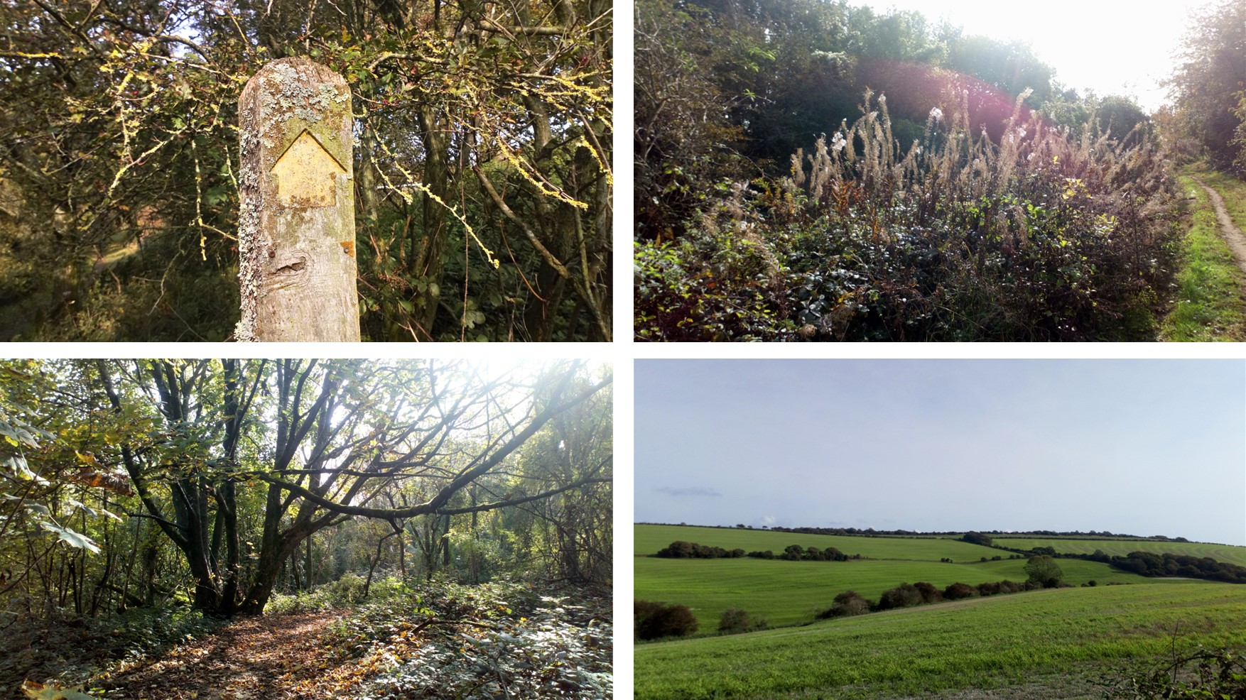 Lewes – The Gallops/Cuckoo Bottom 3.9m – 123 Walks