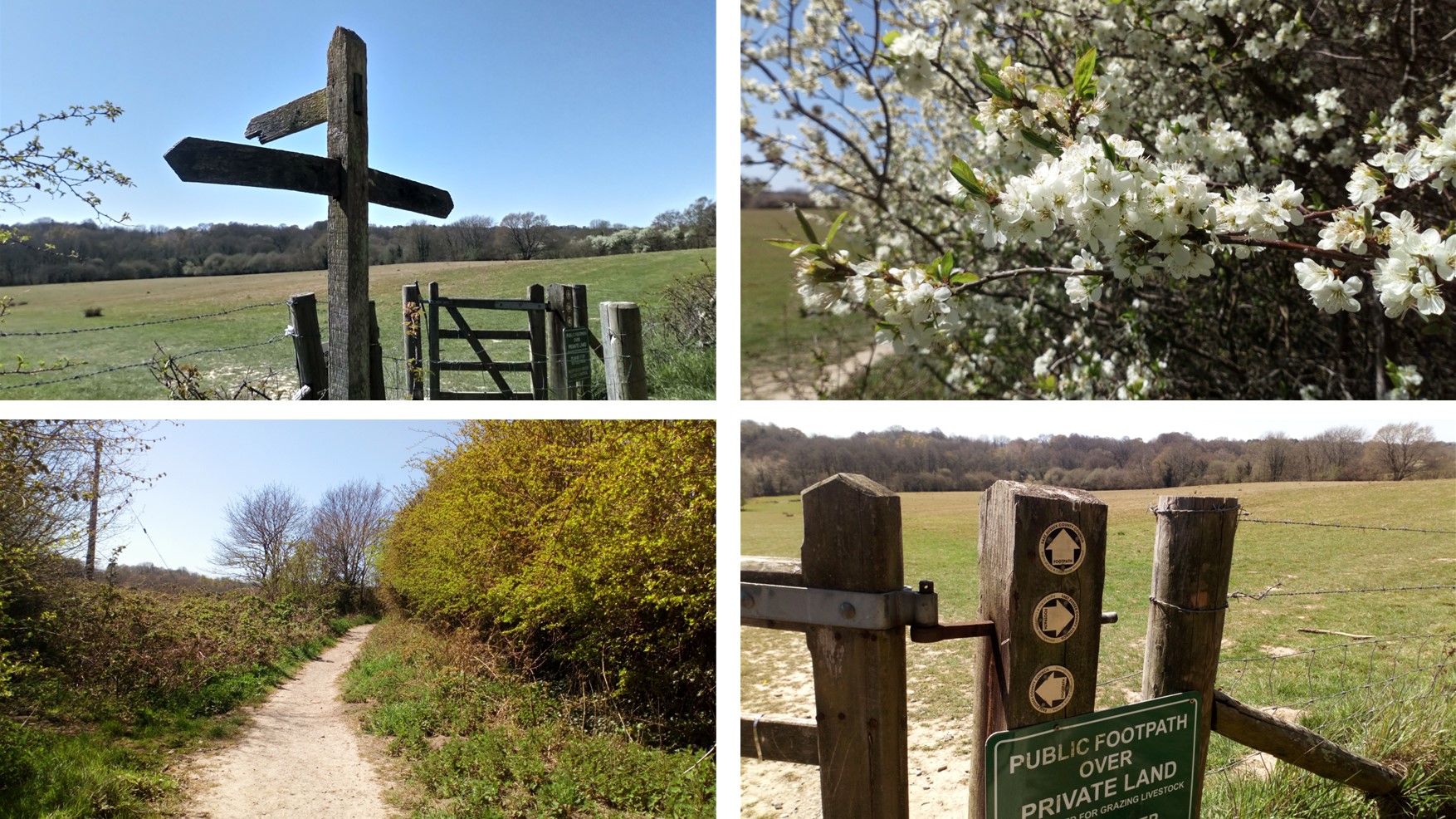 Newick – Beechlands Mill Woods 1.5m – 123 Walks