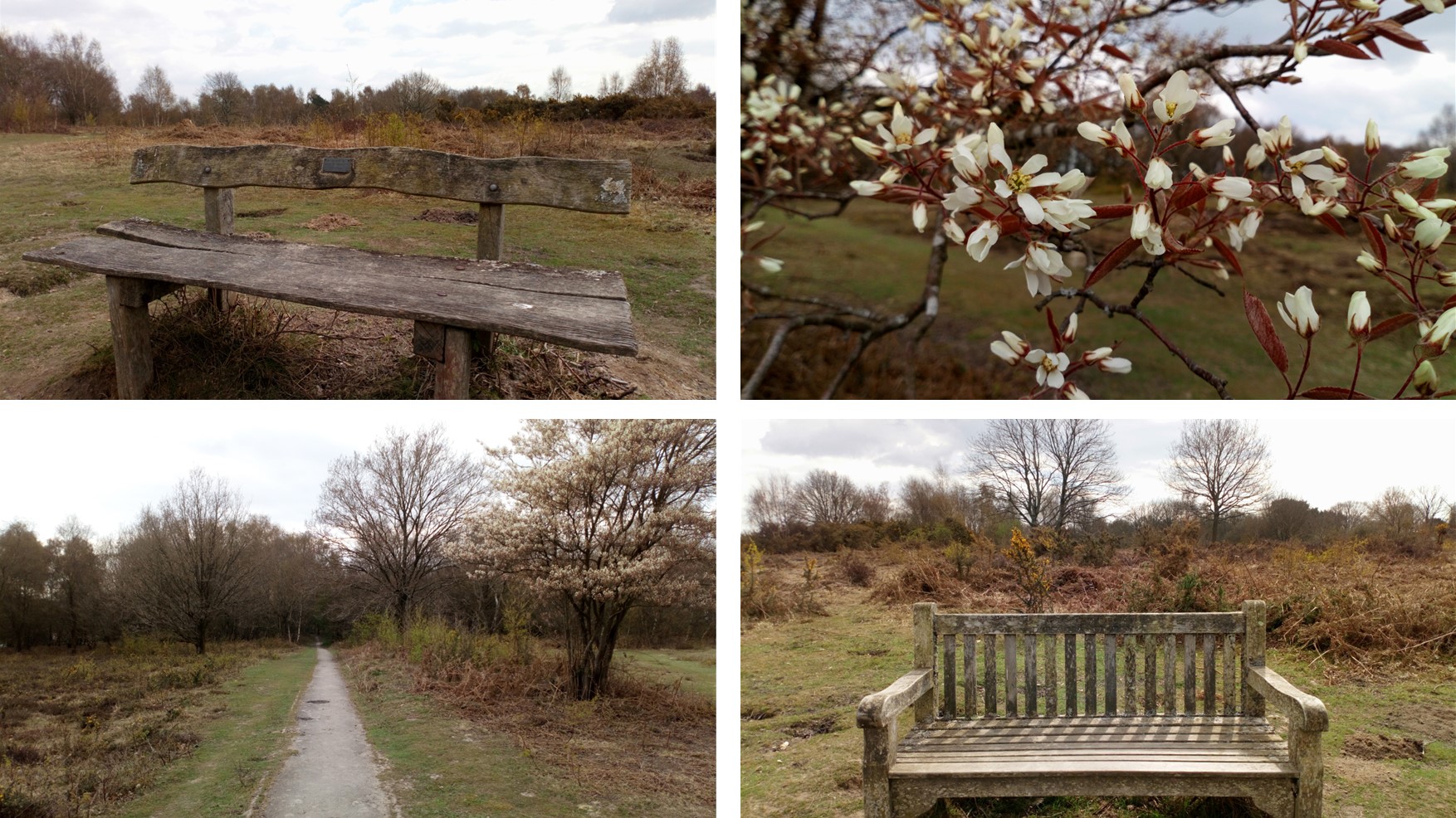 North Chailey – Red House Common 1.6m – 123 Walks