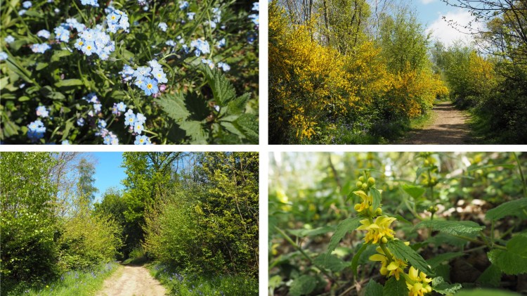 Pett – Guestling Wood 1.8m – 123 Walks