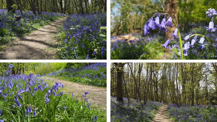Pett – Guestling Wood 1.8m – 123 Walks
