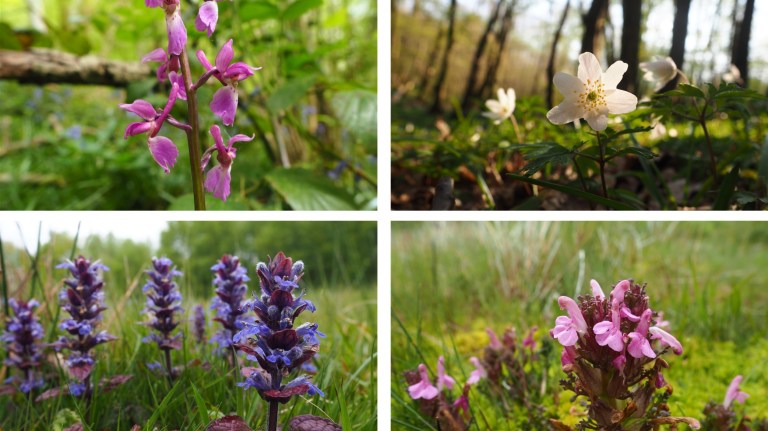 Brede High Woods 2.5m – 123 Walks